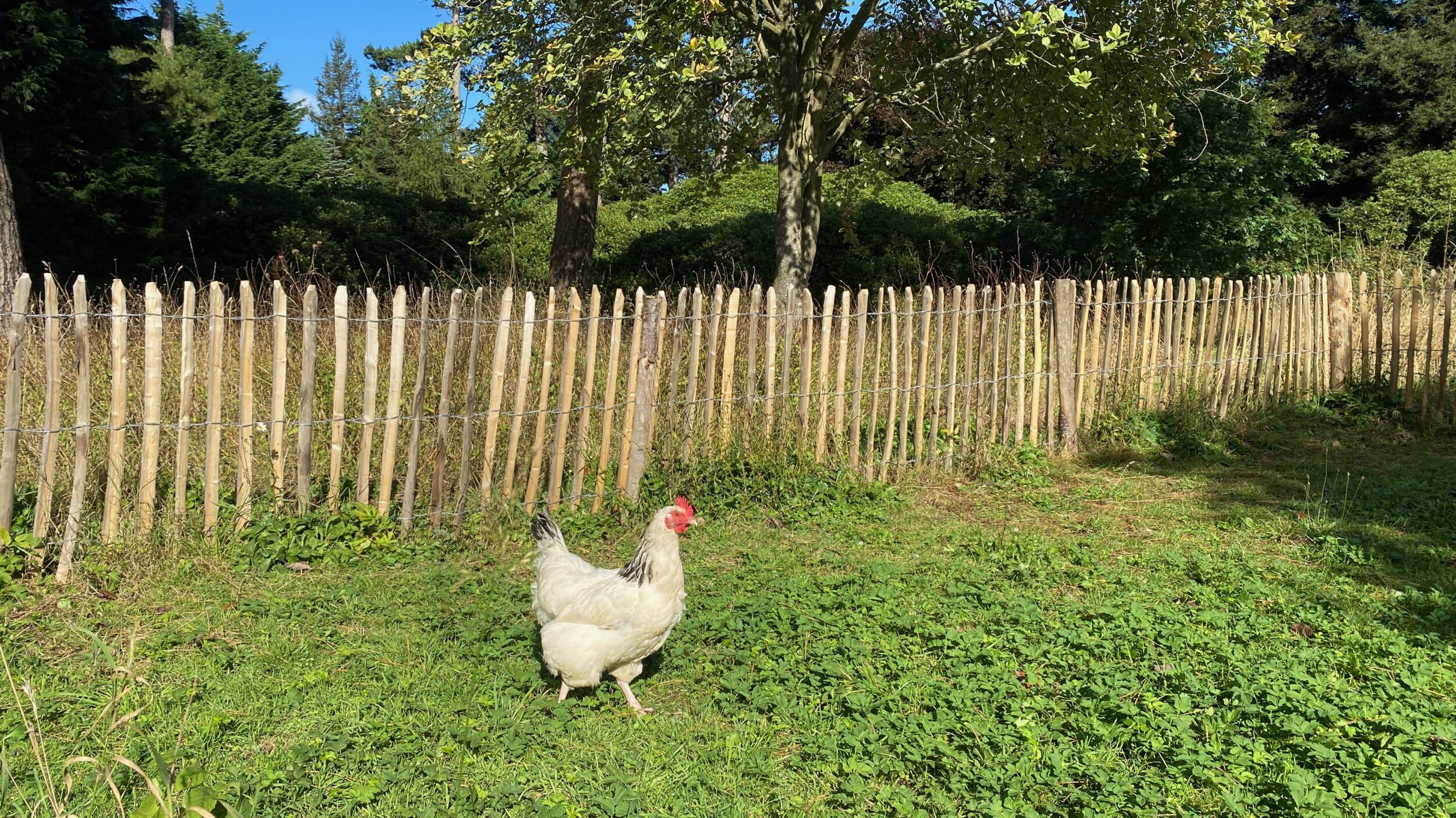Pale Fencing - Torry Hill Chestnut Fencing