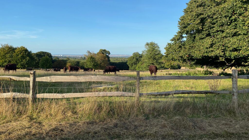 Pale Fencing - Torry Hill Chestnut Fencing