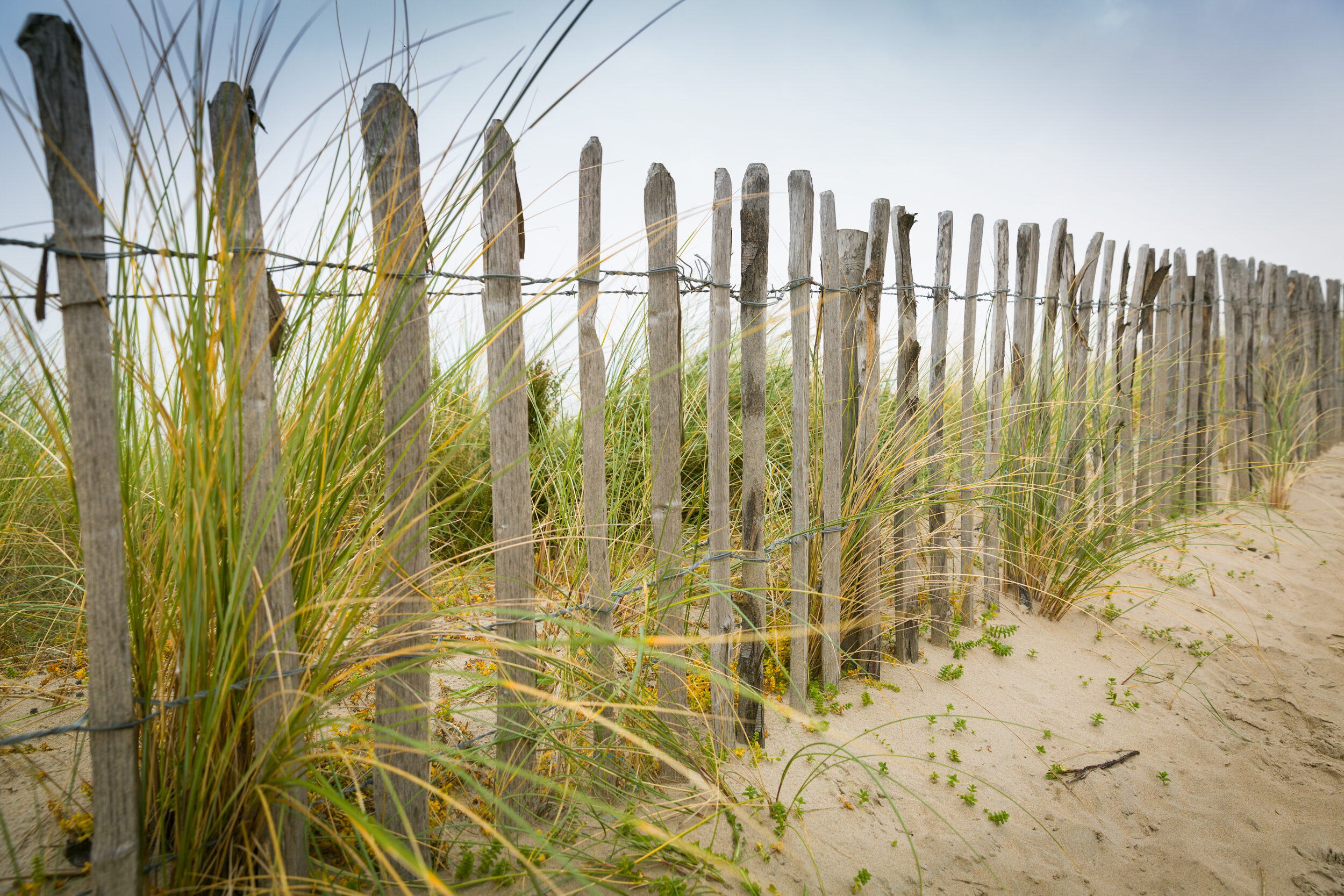 Pale Fencing - Torry Hill Chestnut Fencing