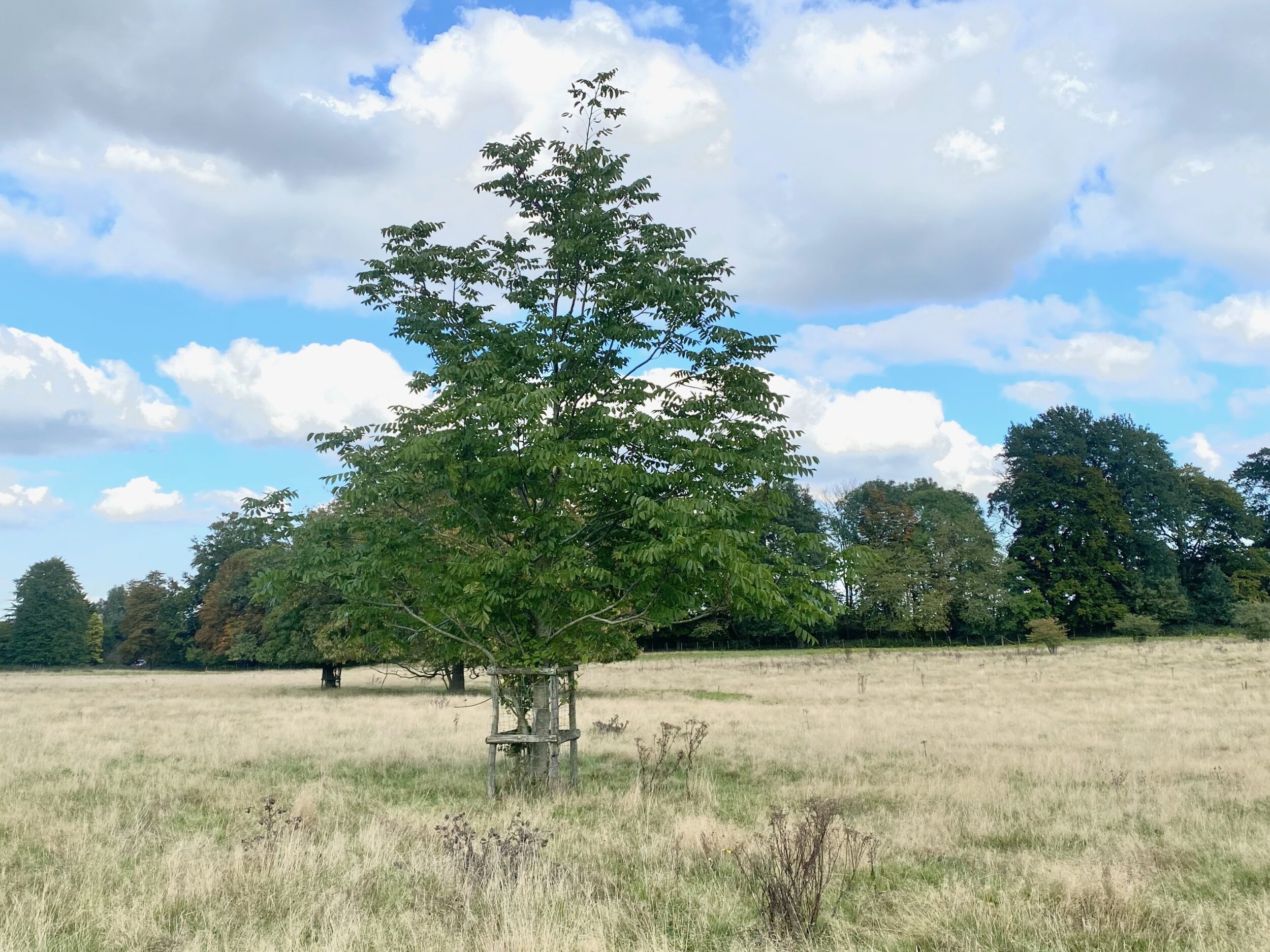 Tree Guards & Boxes - Torry Hill Chestnut Fencing